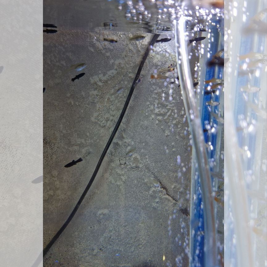 Аквариумные рыбки