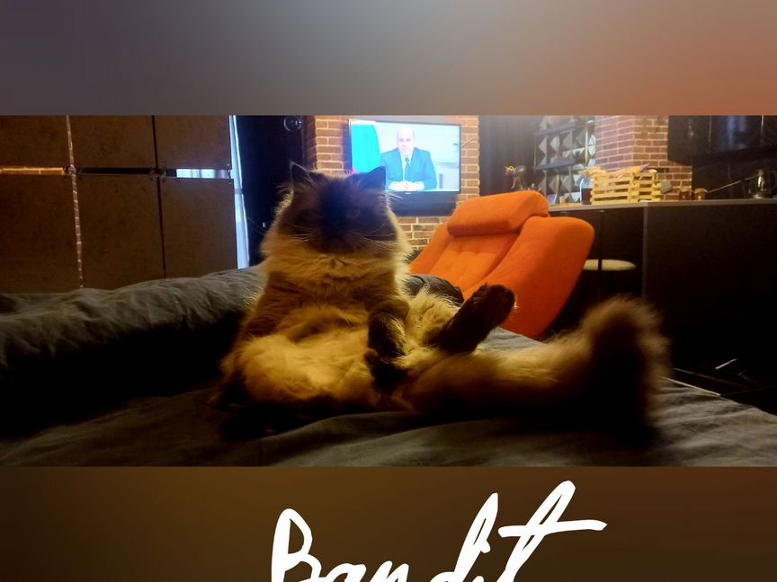 Вязка с опытным котом