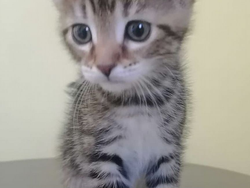 Маленький котенок девочка в добрые руки