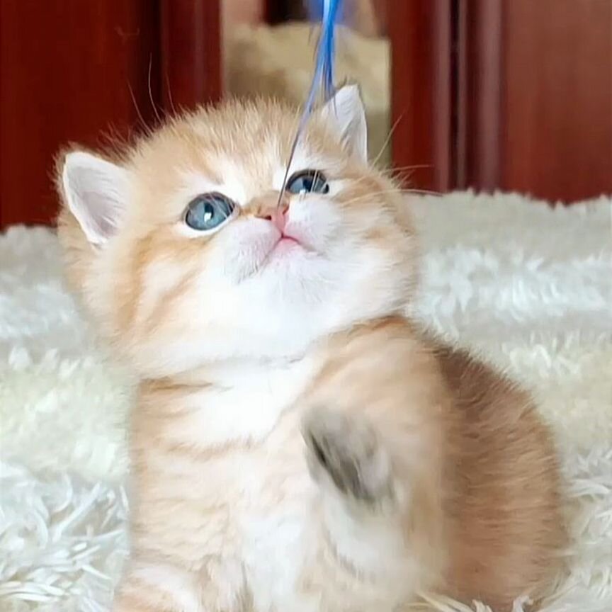 Британские золотые котята