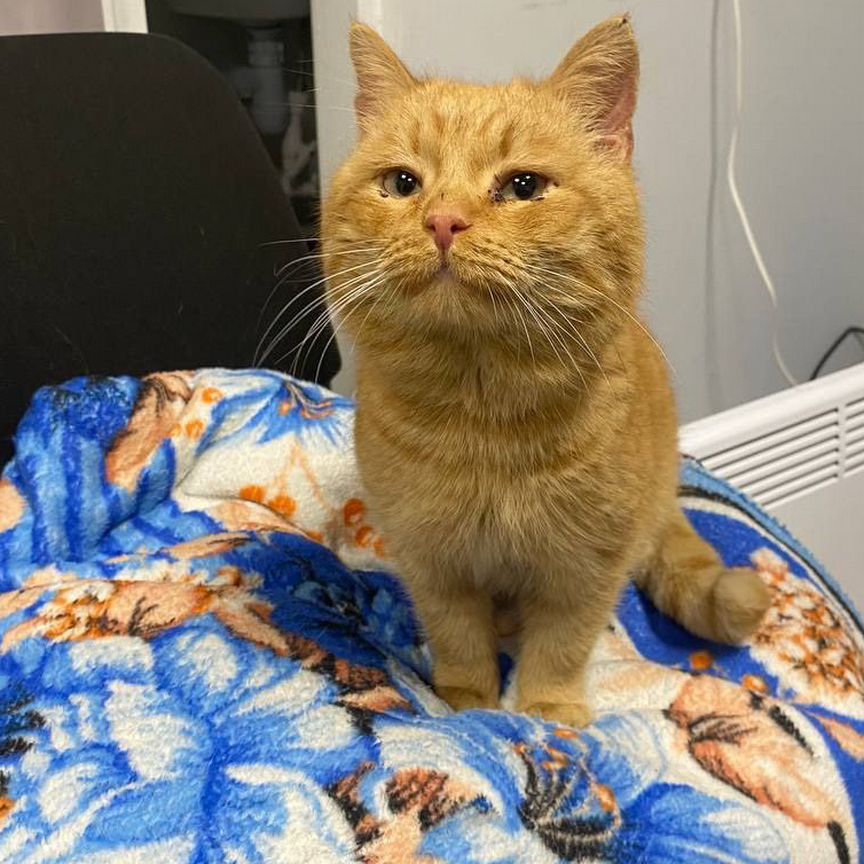 Взрослый кот в добрые руки