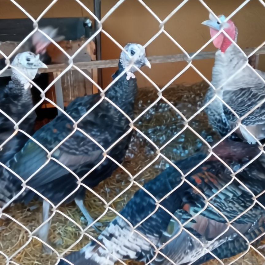 Индюки на племя