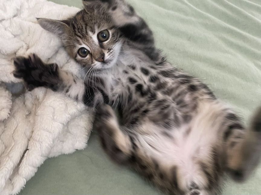 Котенку негде жить