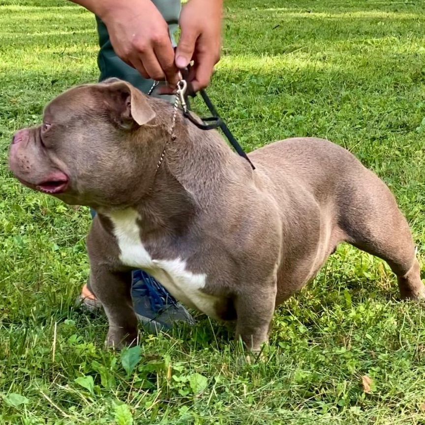 Американский булли, вязка