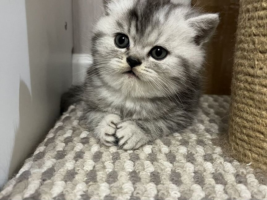 Котенок мальчик