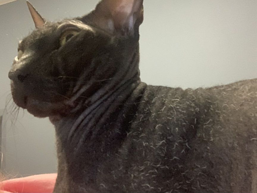 Донской сфинкс велюр