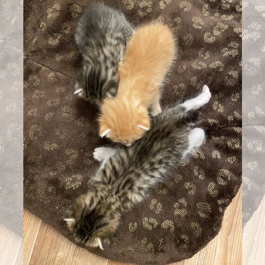 Курильский бобтейл короткошёрстный котёнок