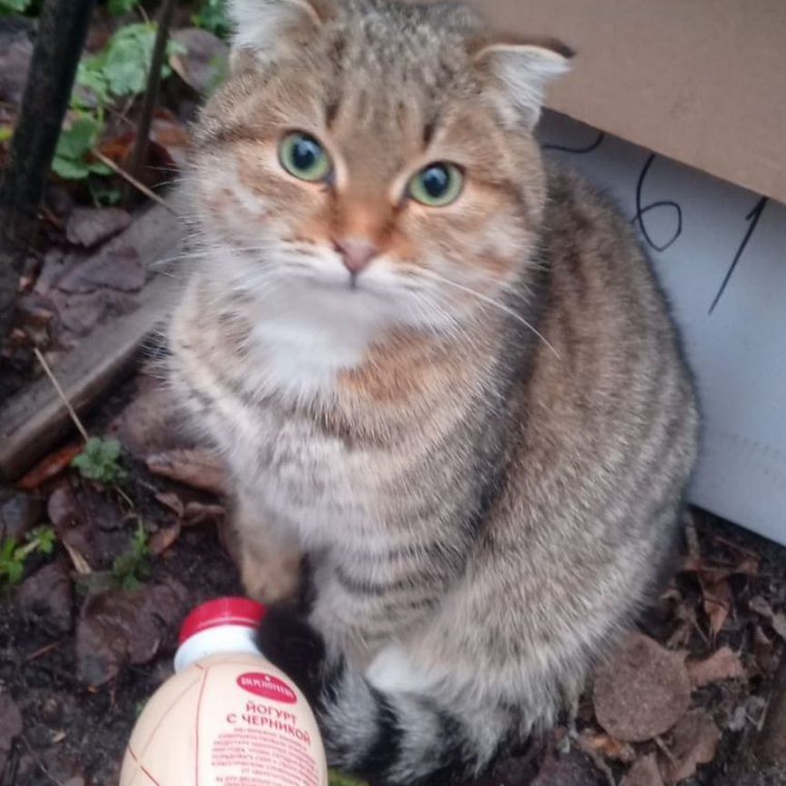 Котёнок в добрые руки