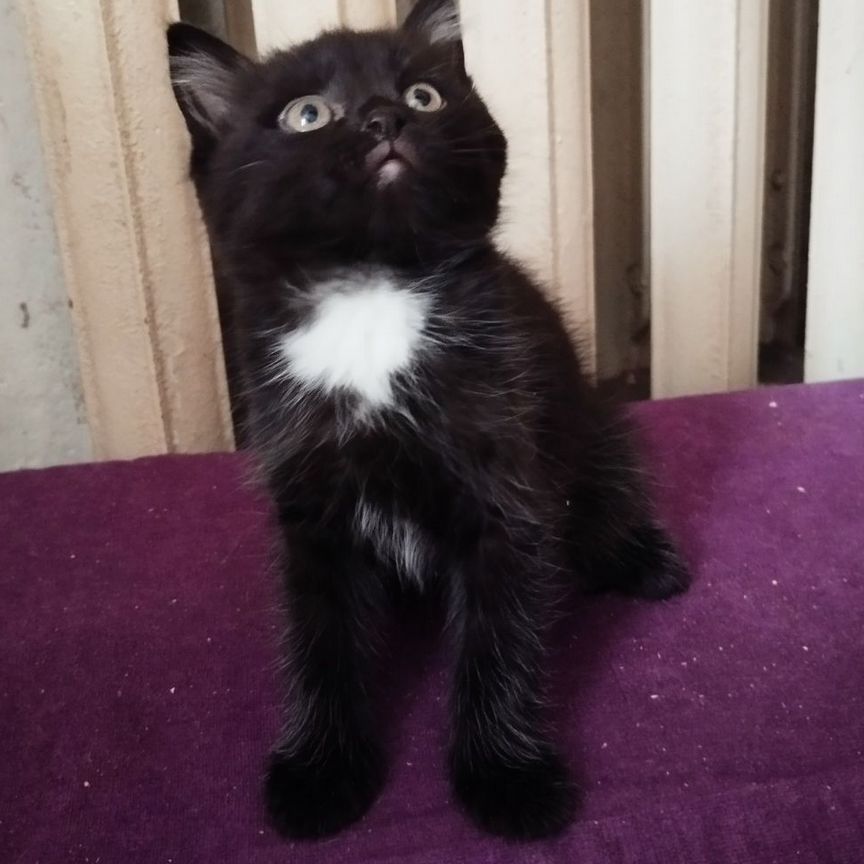 Котёнок в добрые руки