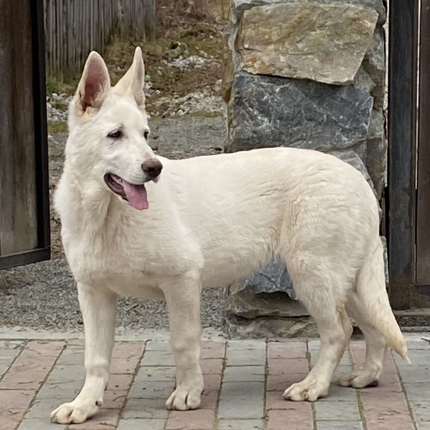 Восточноевропейская овчарка, щенок