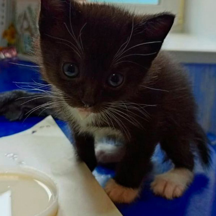 Котята
