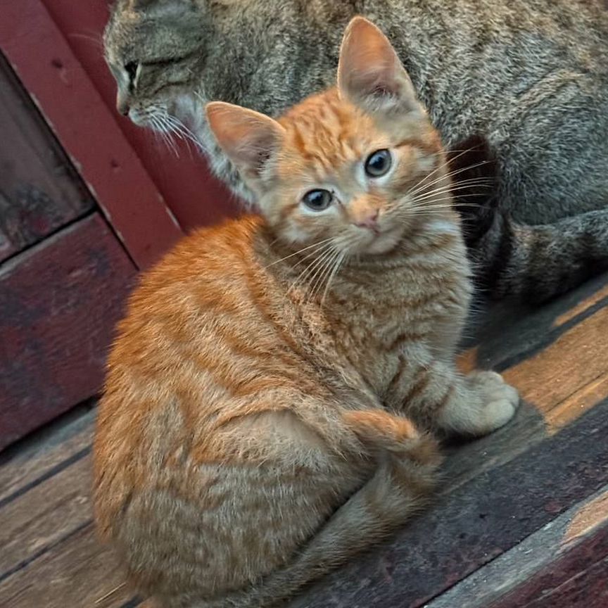 Котёнок в добрые руки