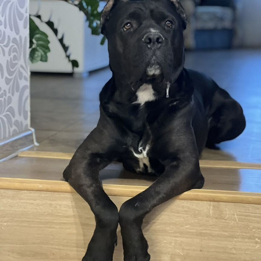 Отдам в добрые руки Кане Корсе