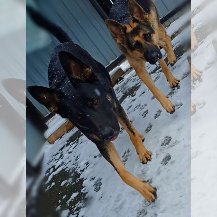 Немецкая овчарка, щенок