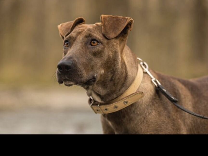 Собака в добрые руки отдам бесплатно
