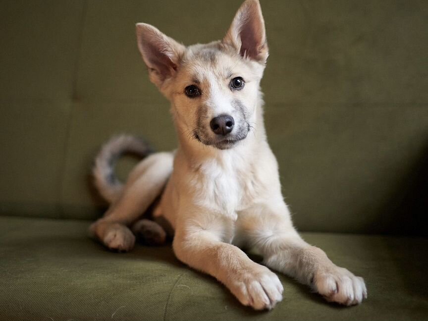 Щенок в добрые руки