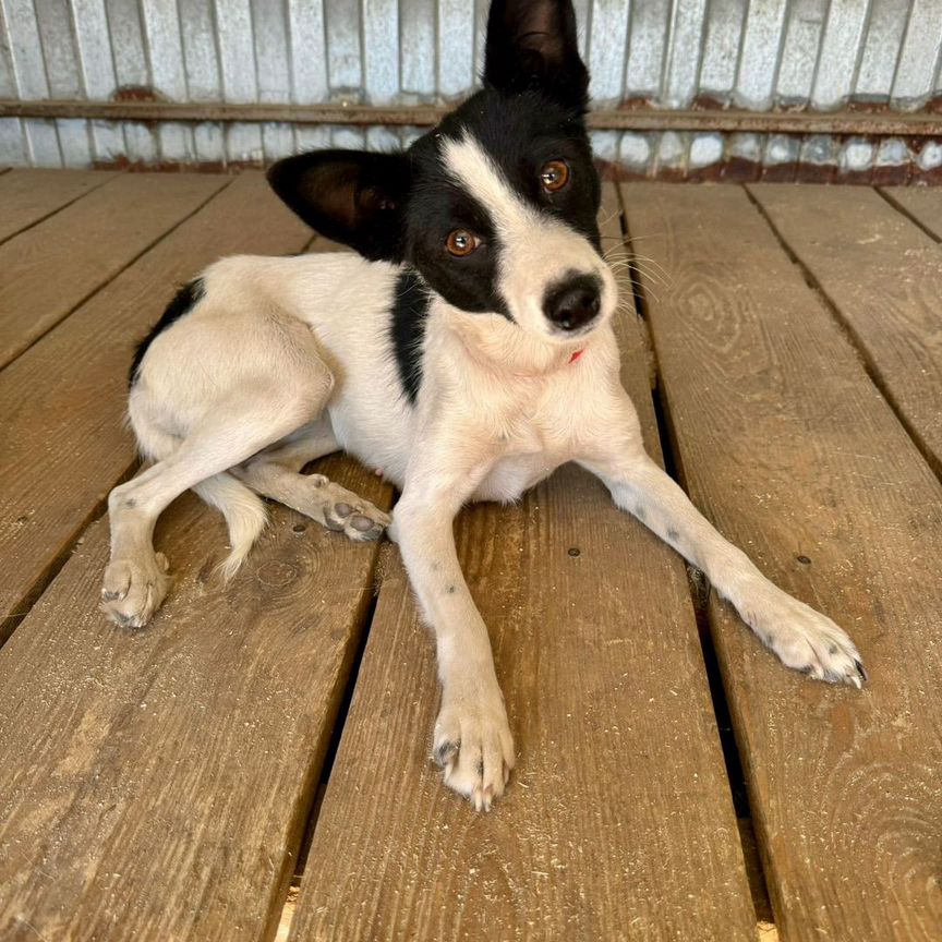 Малышка Майя ищет дом