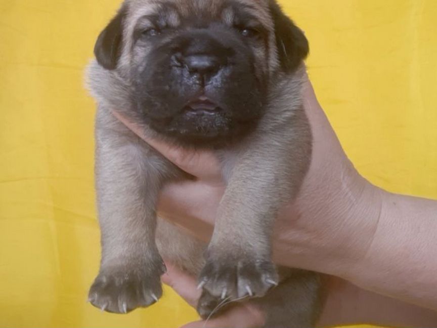 Кане корсо, супермощная девчушка