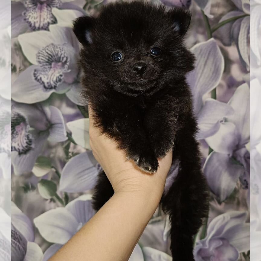 Померанский шпиц, щенок