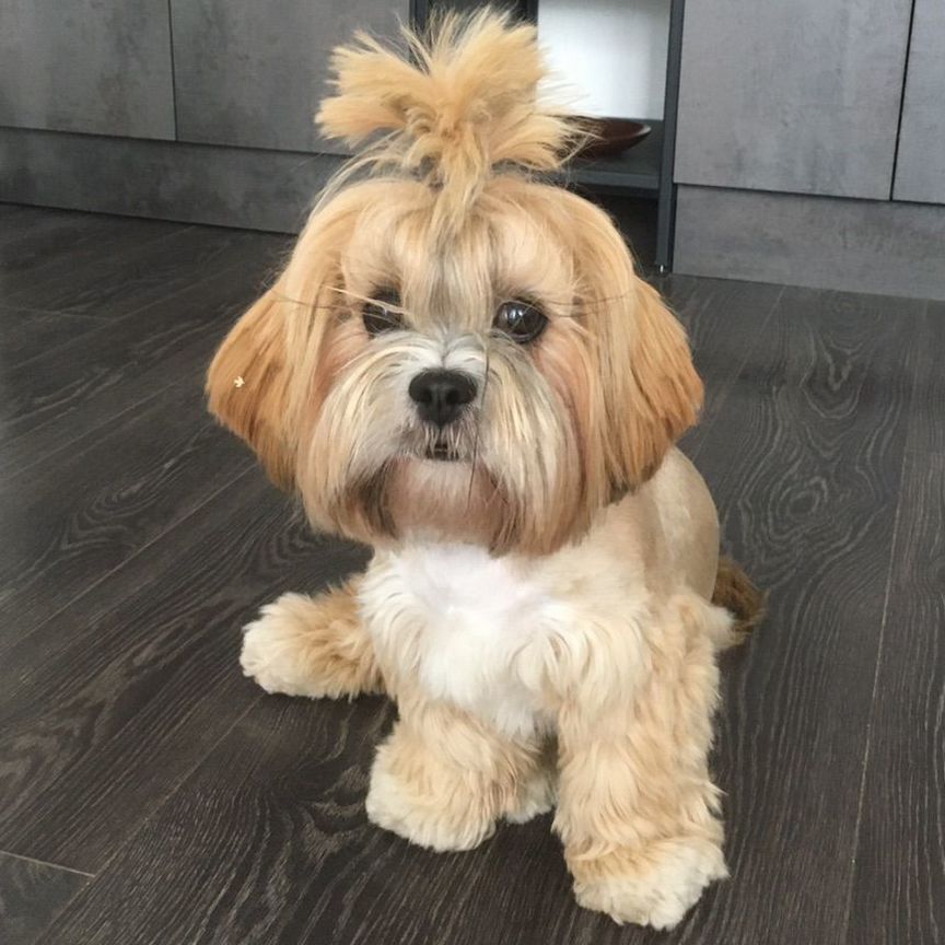 Красотка породы Лхасский Апсо