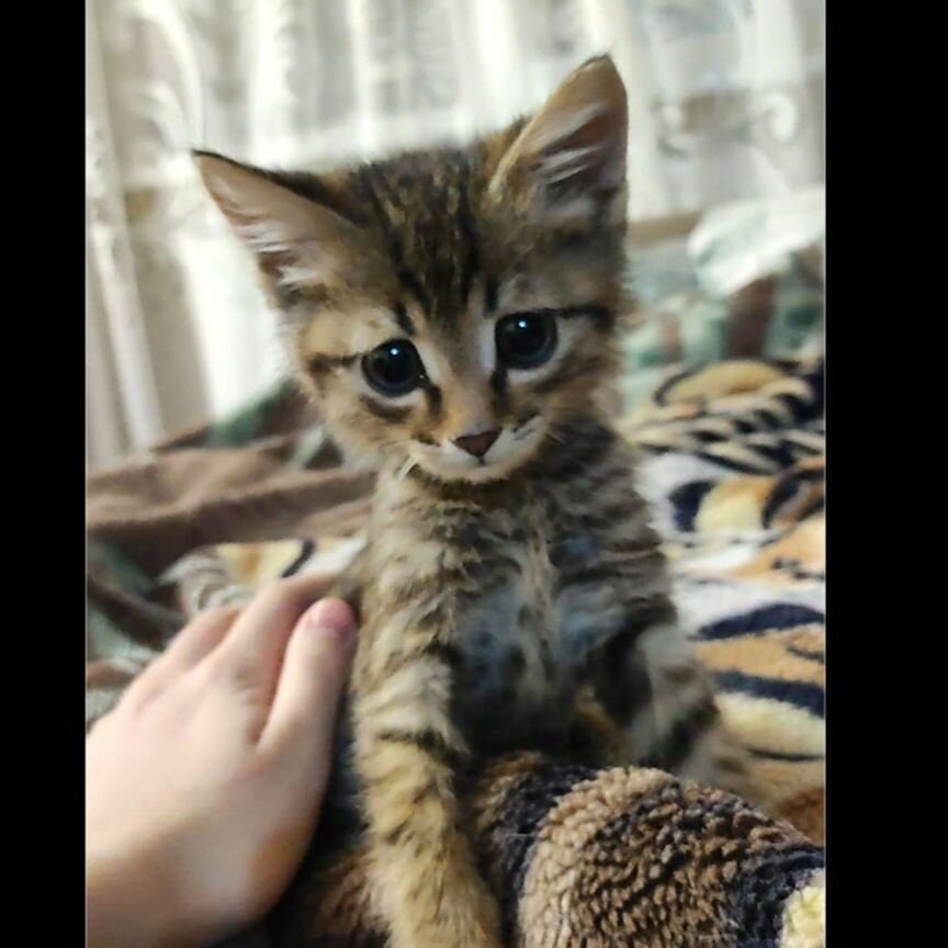 Котенок в добрые руки мальчик