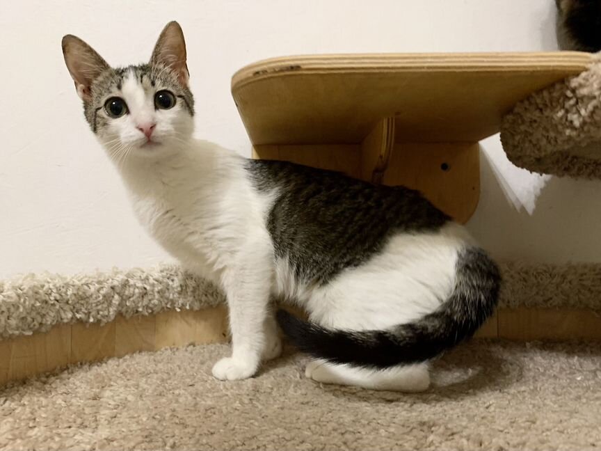 Котенок Элли