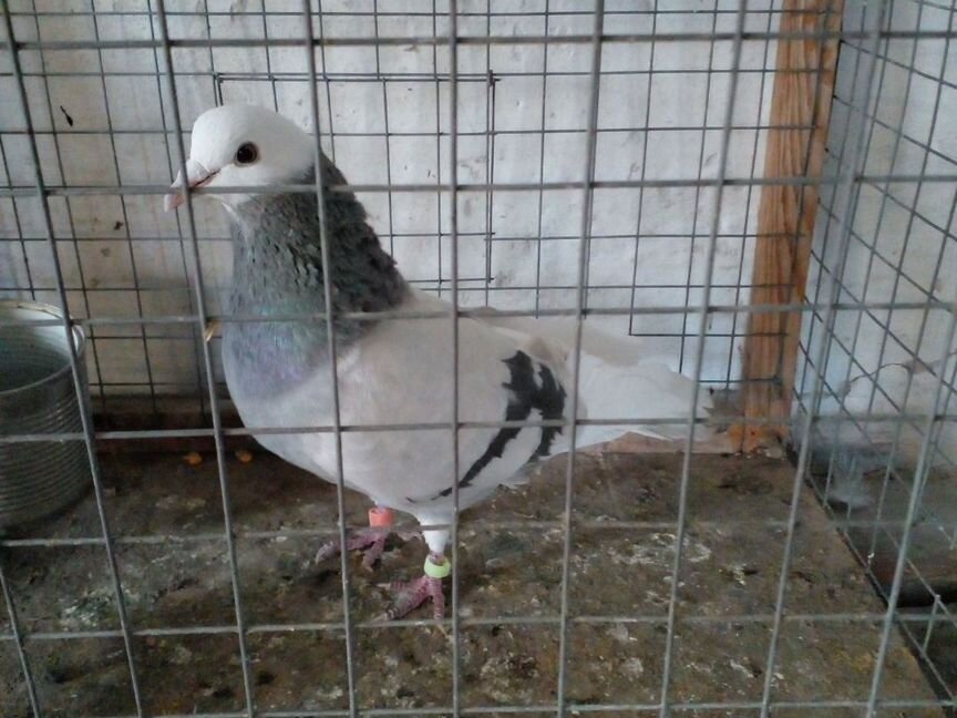 Голубь