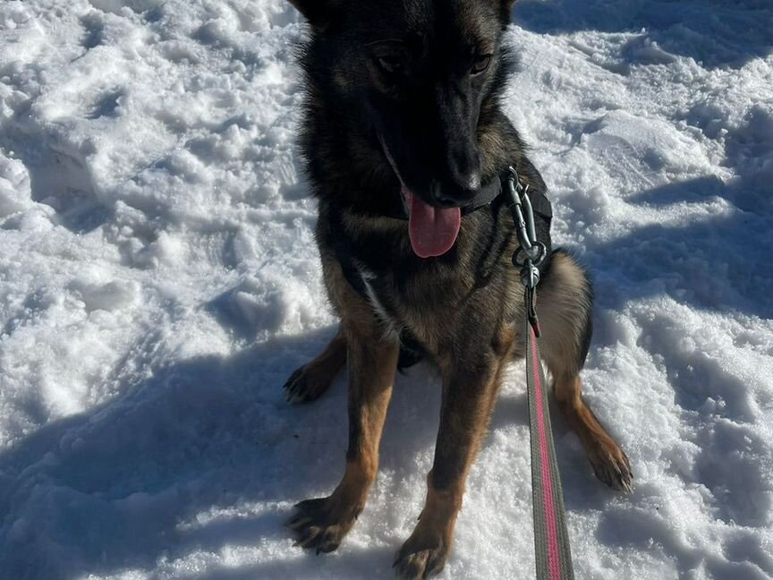 Молодому щенку тяжело в приюте