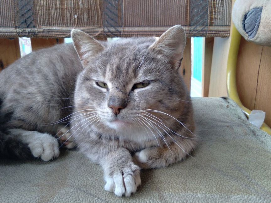 Кот Матроскин