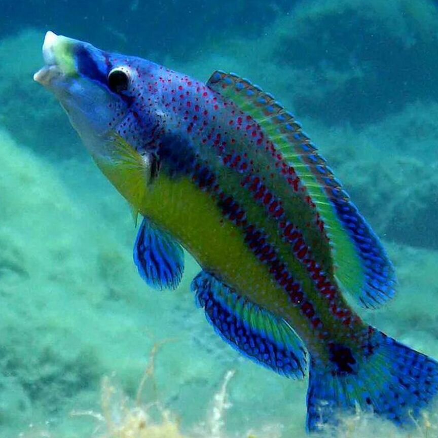 Аквариумные рыбки морские, черноморские рыбы