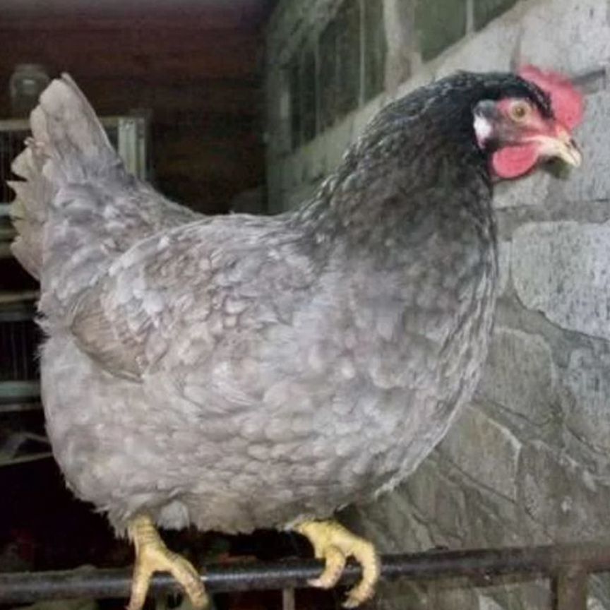 Куры несушки