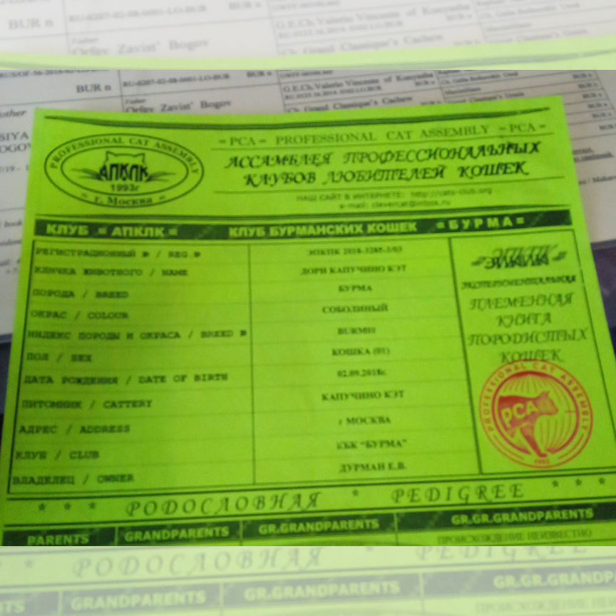 Американский бурманский котёнок