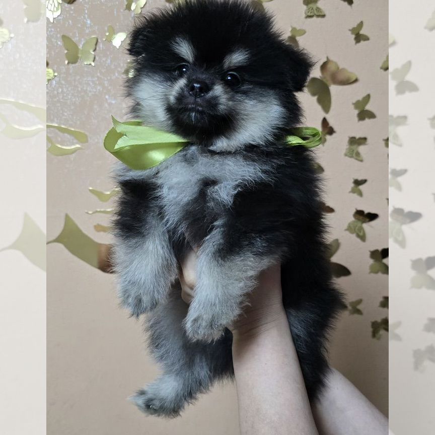Померанский шпиц, щенок