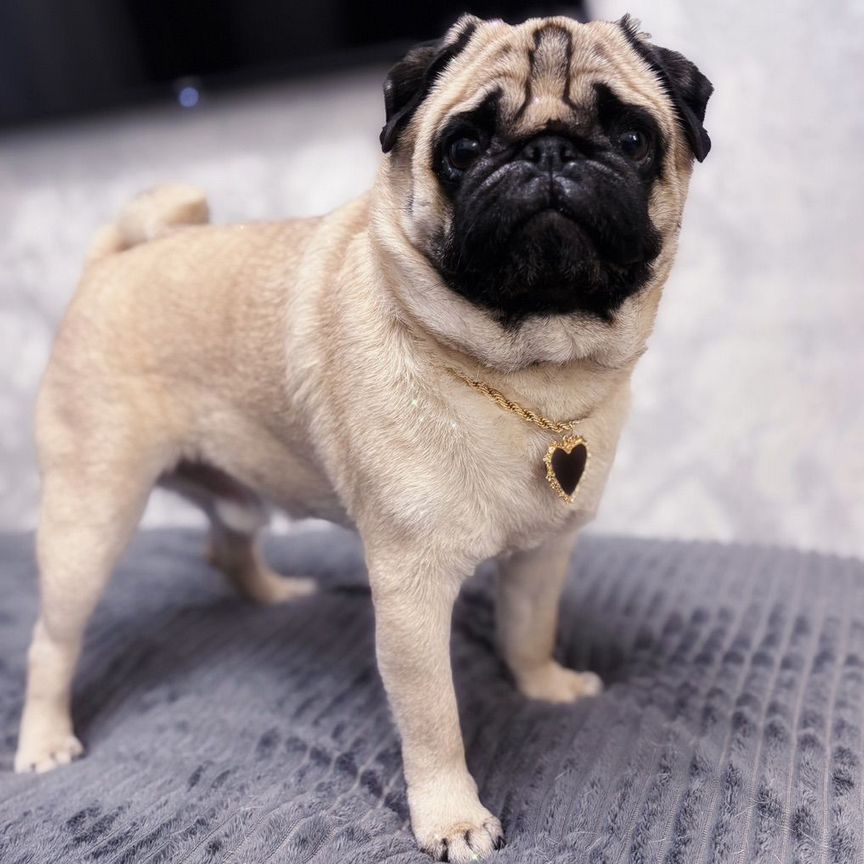 Мопс, взрослая собака