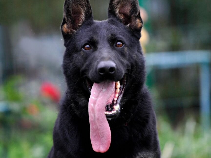 Немецкая овчарка резерв щенков