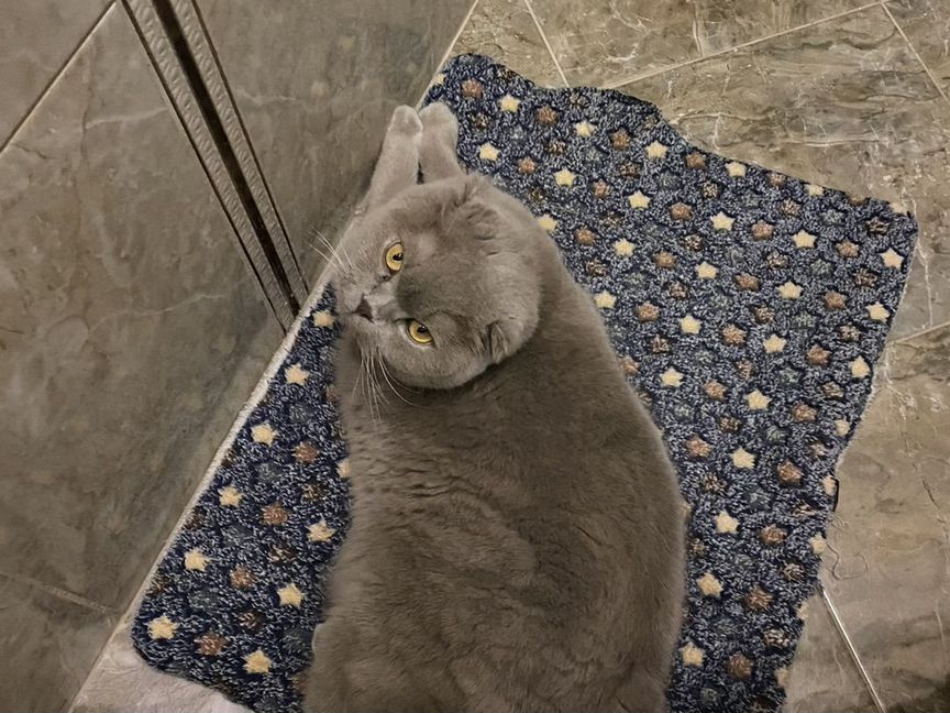 Отдам кота Шотландский вислоухий