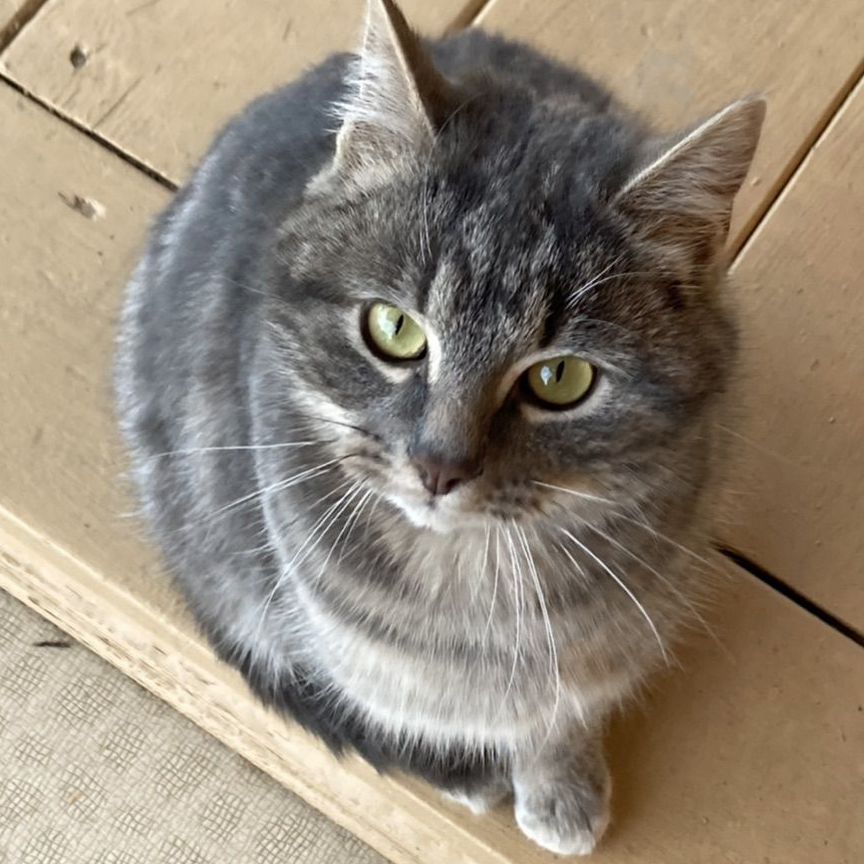 Котенок мальчик 9 месяцев