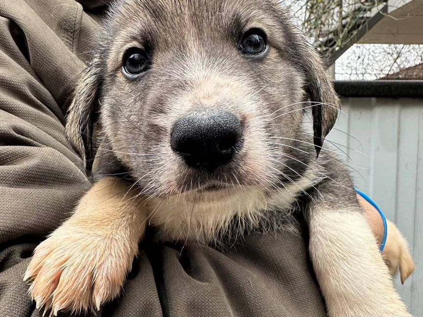 Щенки-коротколапики ищут дом