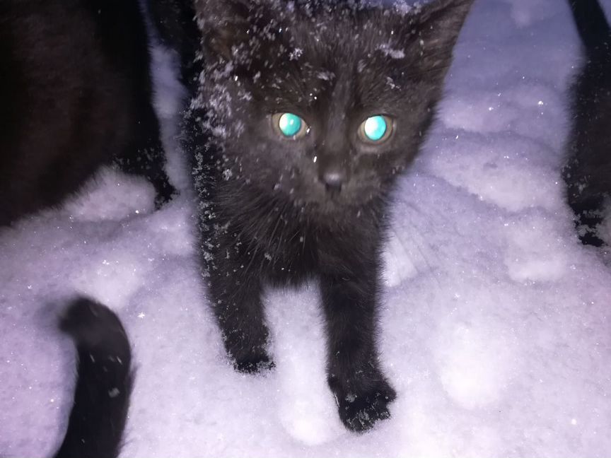 Котята