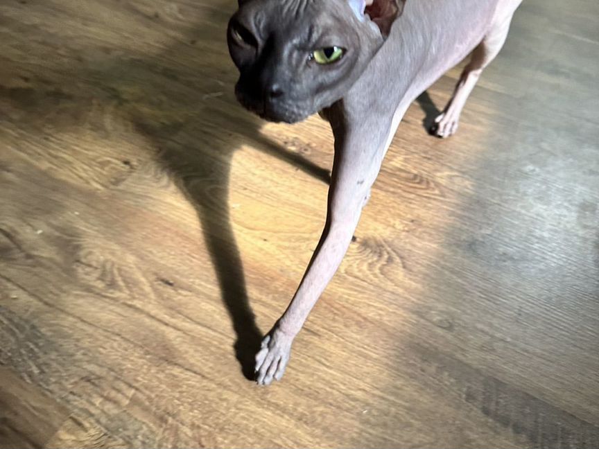 Канадский сфинкс