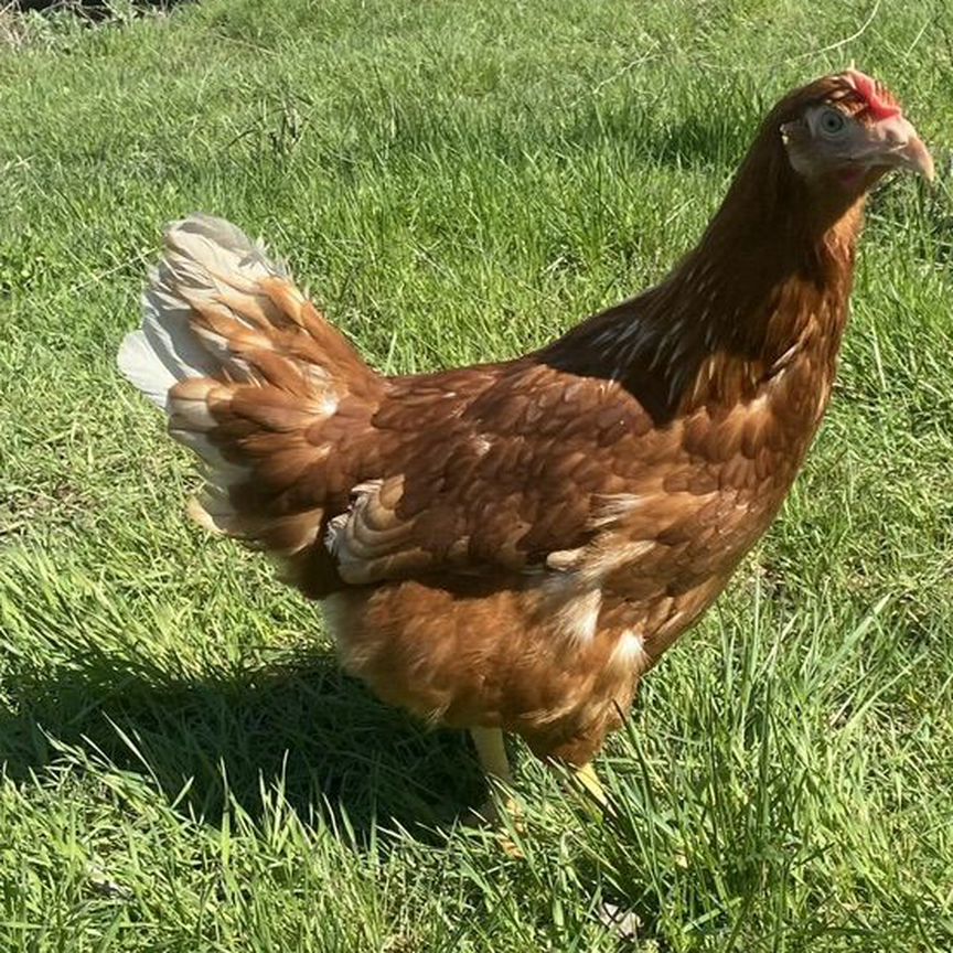 Куры несушки оптом