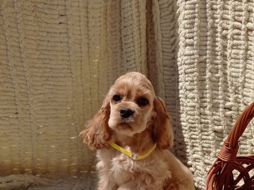 Мечта Кокер спаниель