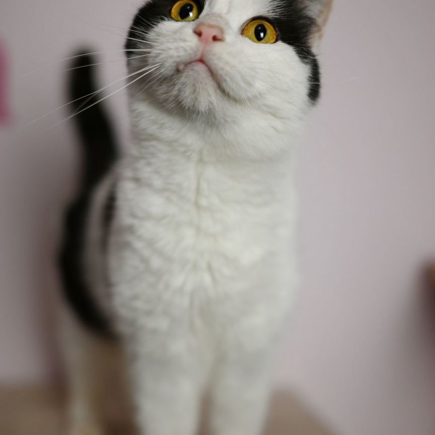 Милая кошка (из приюта)