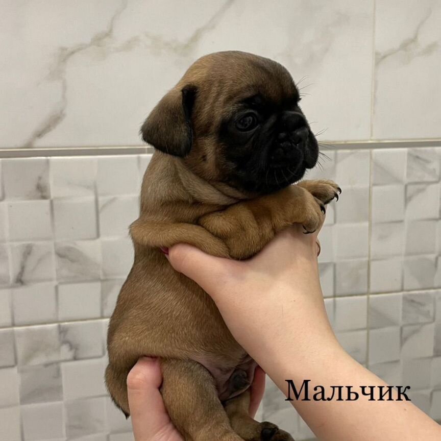 Щенки французского бульдога