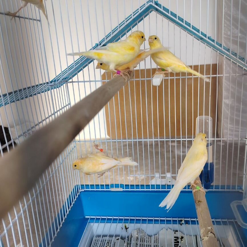 Продаётся канарейки