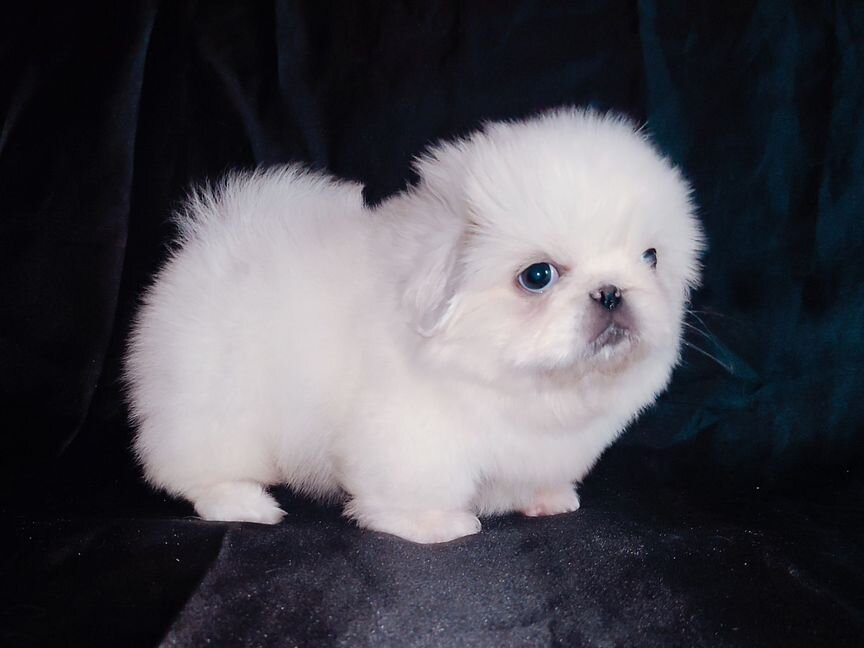 Пекинес, мальчик