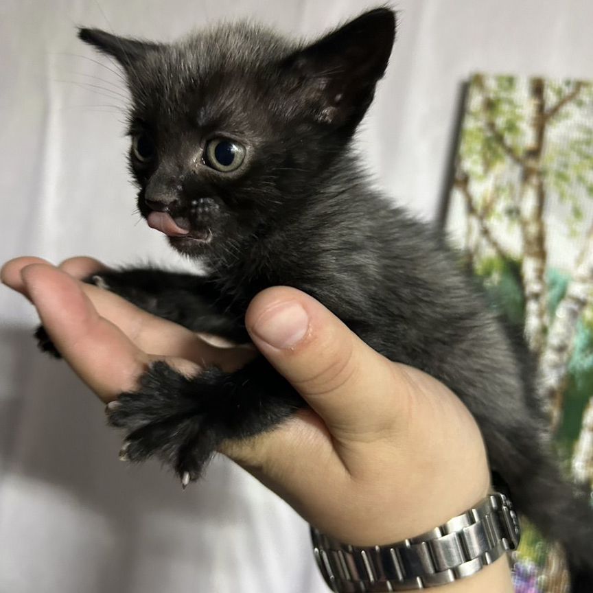 Котёнок в добрые руки