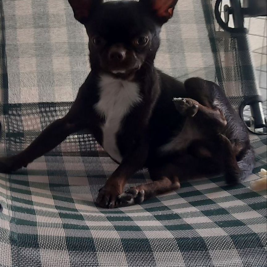 Чихуахуа мини вязка