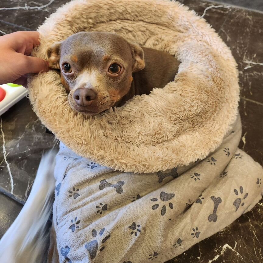 Спальный мешок для кота или маленькой собаки