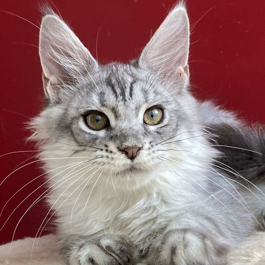 Котик мейн-кун